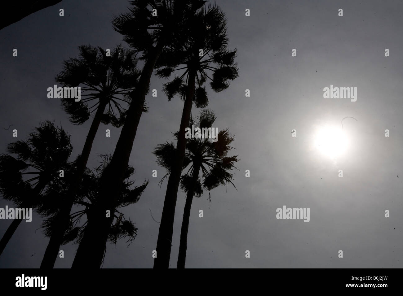 Pic Shows Palm Trees in the Sun Stock Photo - Alamy