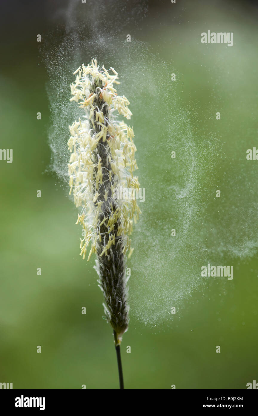 Grass pollen hi-res stock photography and images - Alamy
