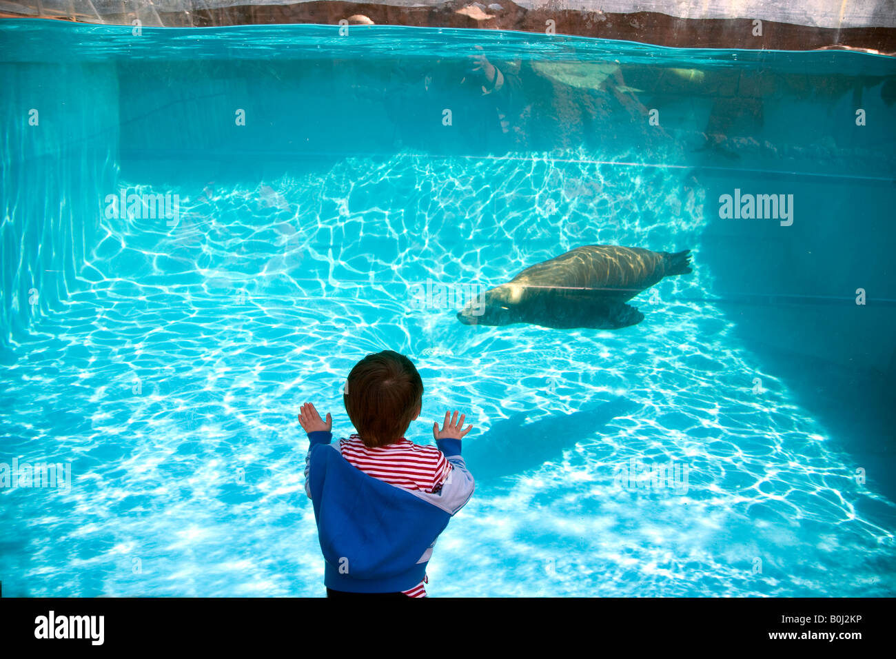 A young boy watches seals swimming in a pool at the West Midland Safari ...