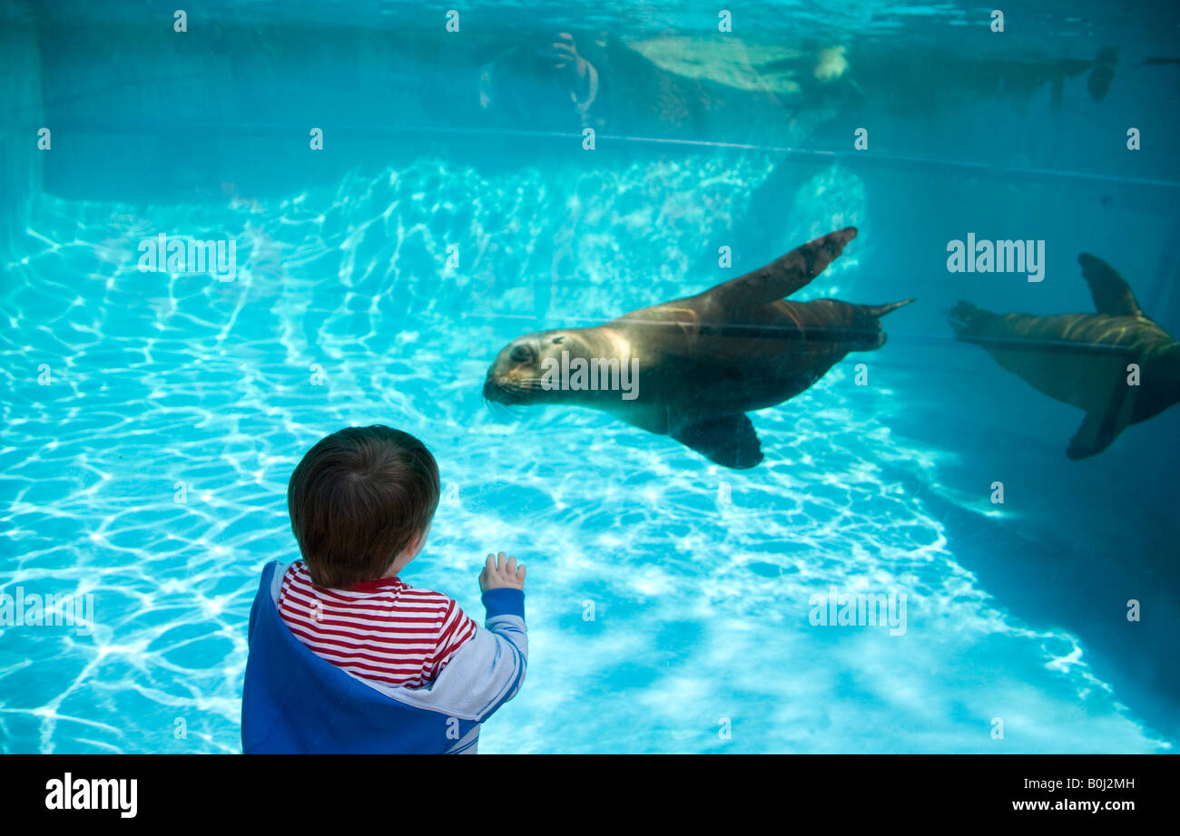 A young boy watches seals swimming in a pool at the West Midland Safari ...