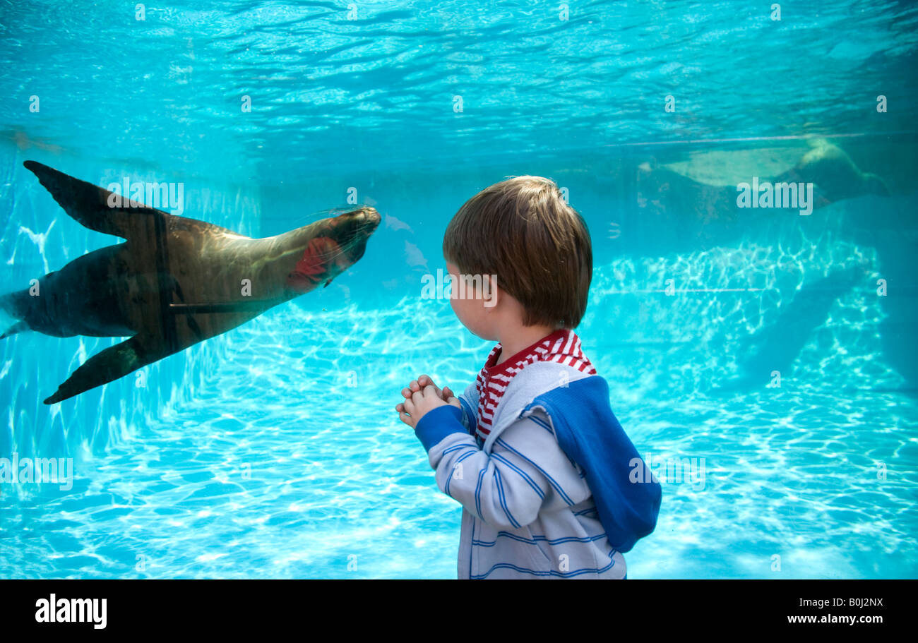 Seals swimming under water hi-res stock photography and images - Alamy