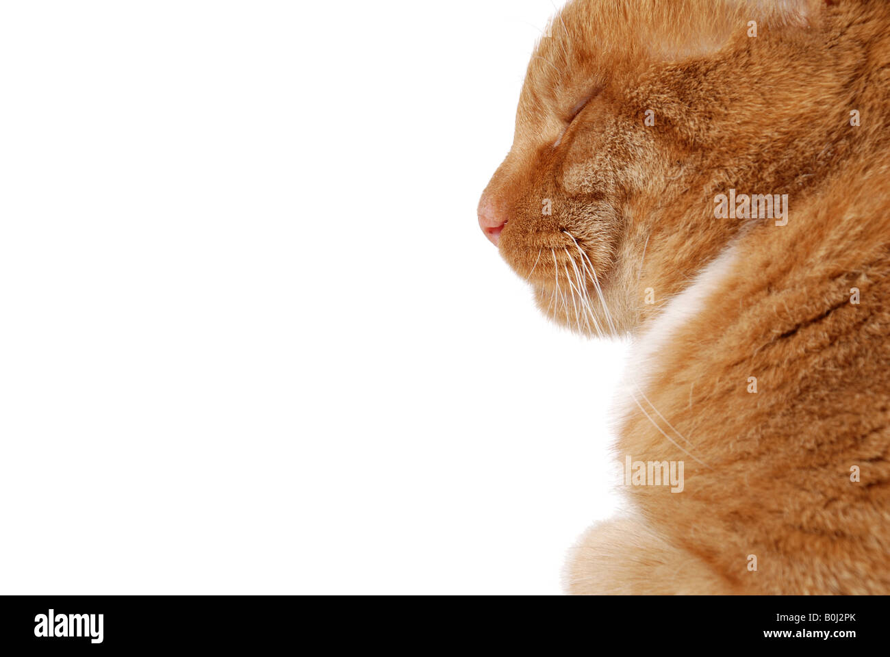 Resting red cat in profile isolated on white Stock Photo - Alamy