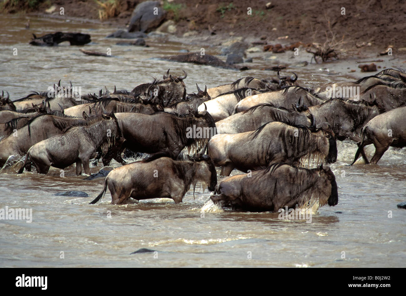 Wildebeest crossing the Mara River during the migration Stock Photo - Alamy