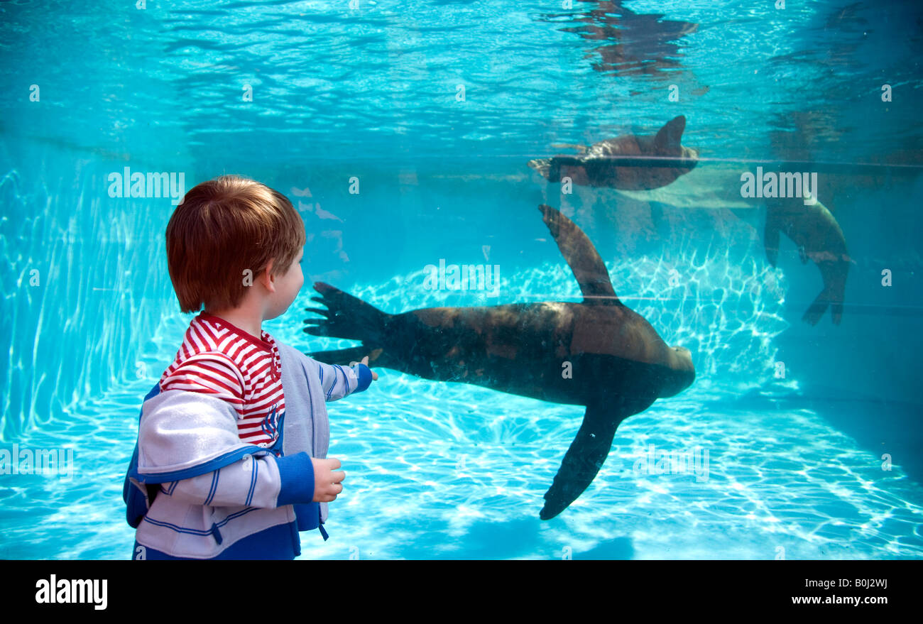 Seals swimming under water hi-res stock photography and images - Alamy