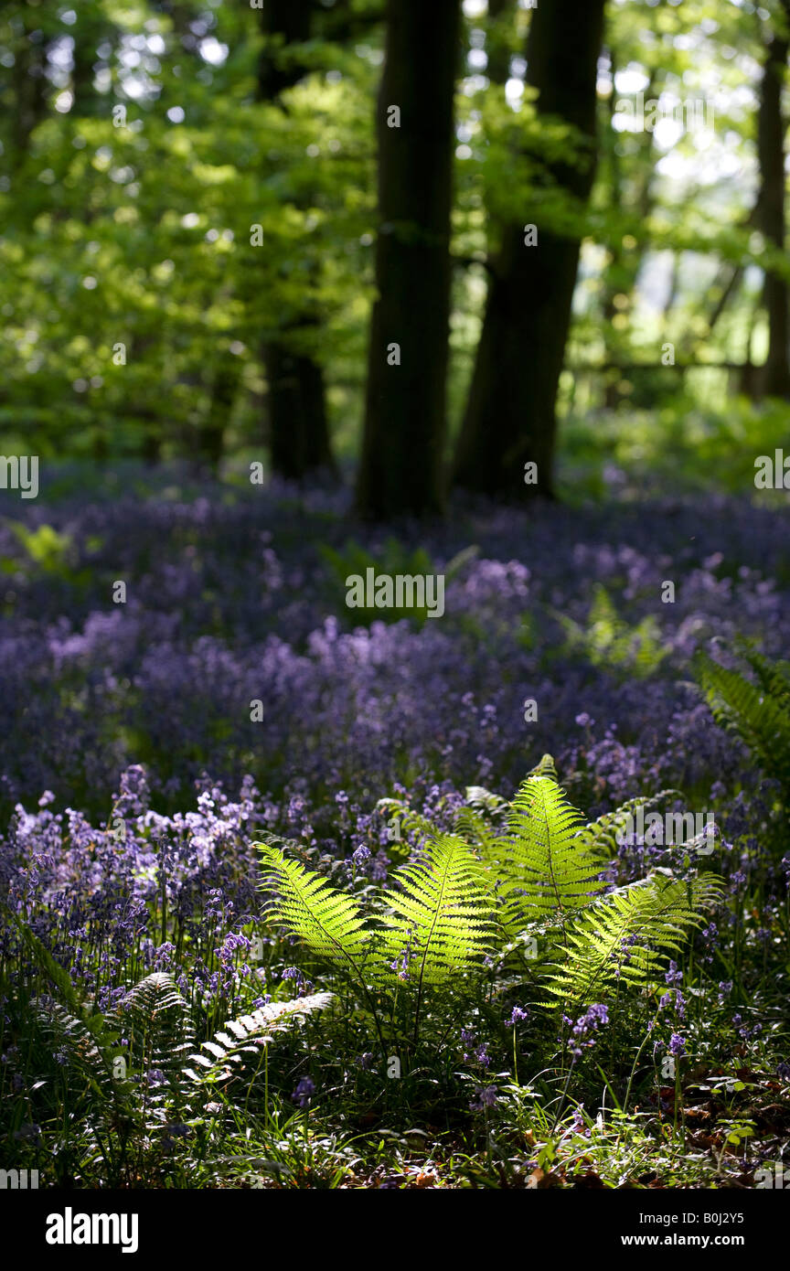 Bracken in a bluebell wood. Oxfordshire. England Stock Photo - Alamy