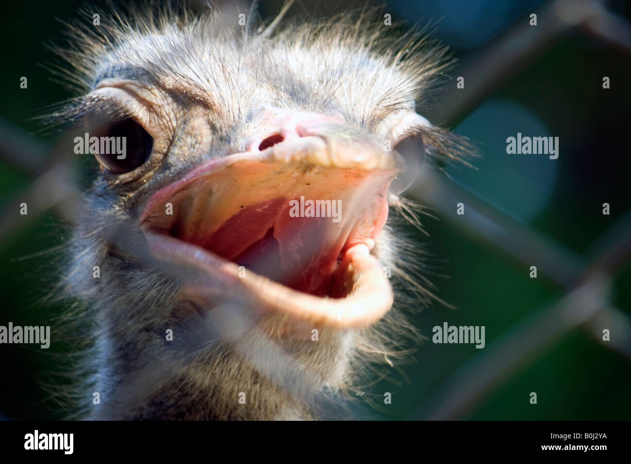 Ostrich gawking behind its cage Stock Photo - Alamy