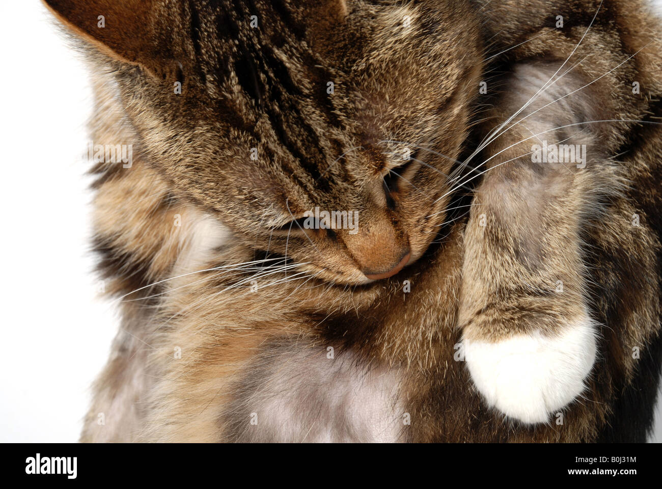 Allergic Cat High Resolution Stock Photography and Images - Alamy