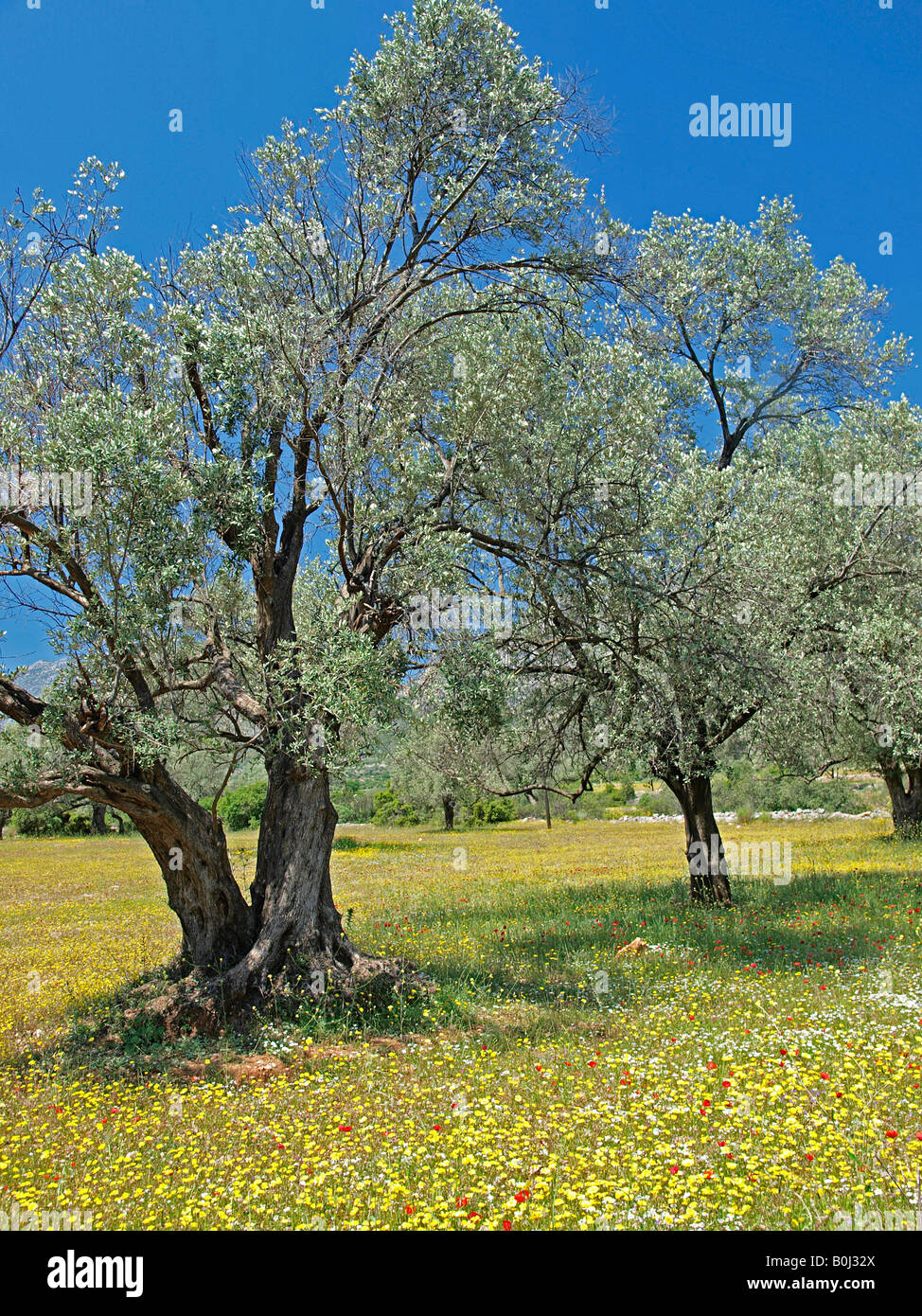OLIVE TREE GROVE WITH YELLOW SPRING FLOWERS, BOZBURUN PENINSULA NEAR ...