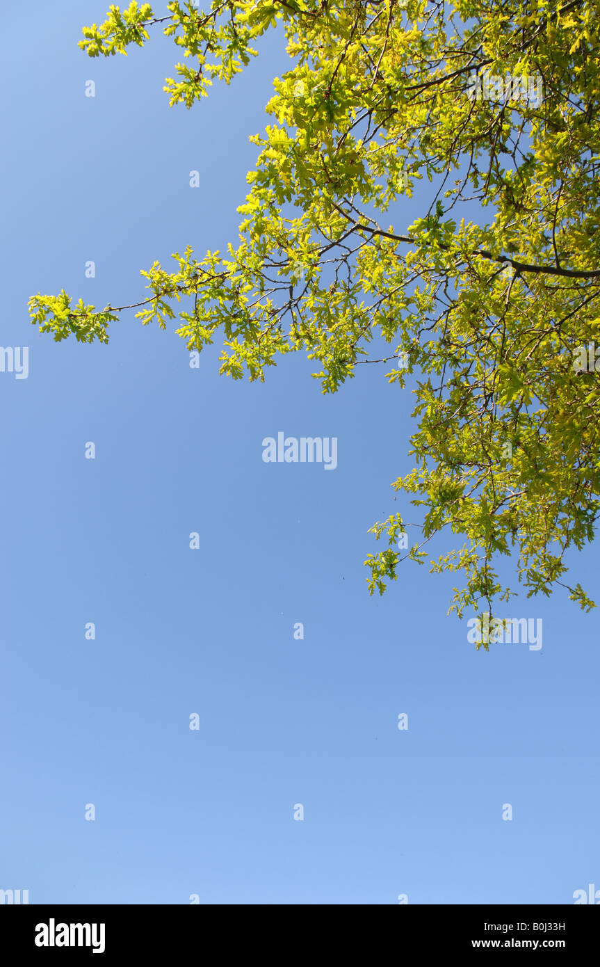 Oak in spring Stock Photo - Alamy