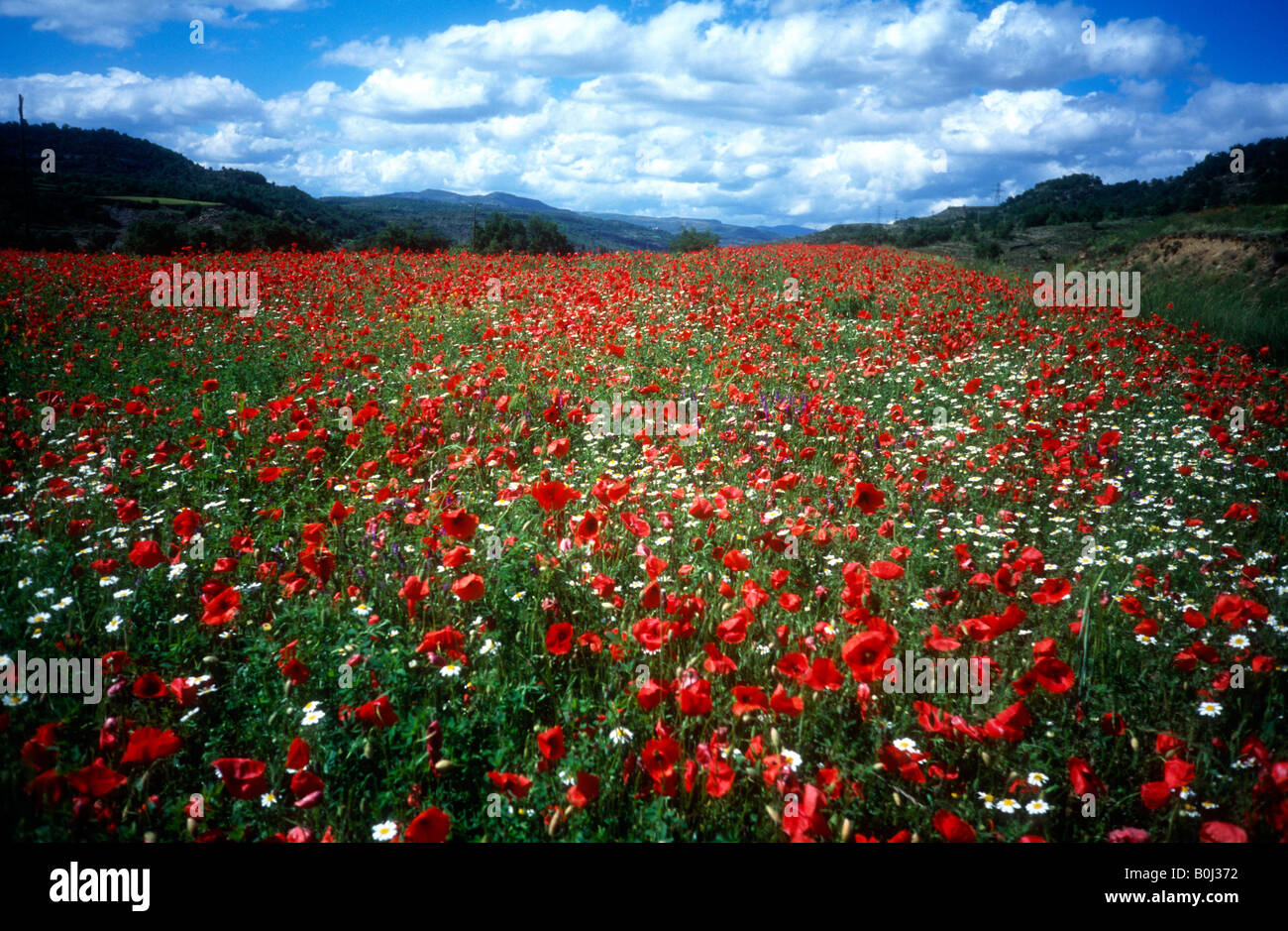 Wild flowers in Spain Stock Photo - Alamy
