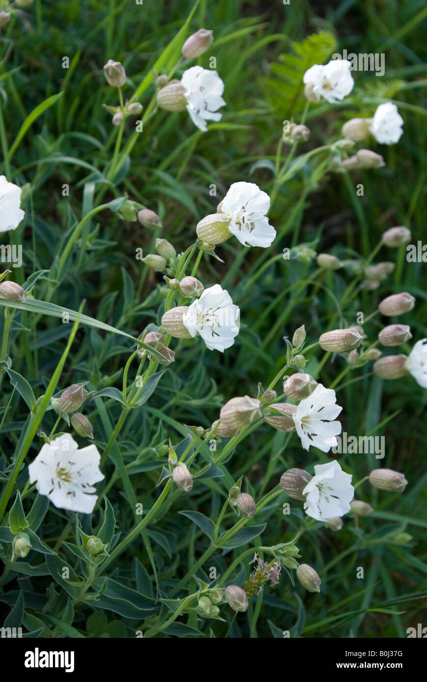 Sea Campion Silene Uniflora High Resolution Stock Photography and ...