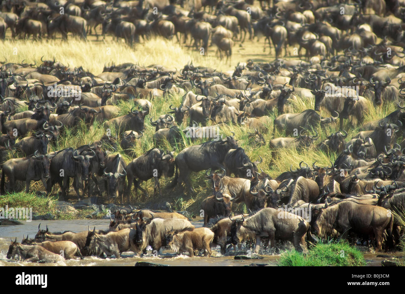 Wildebeest crossing the Mara River during the migration Stock Photo - Alamy