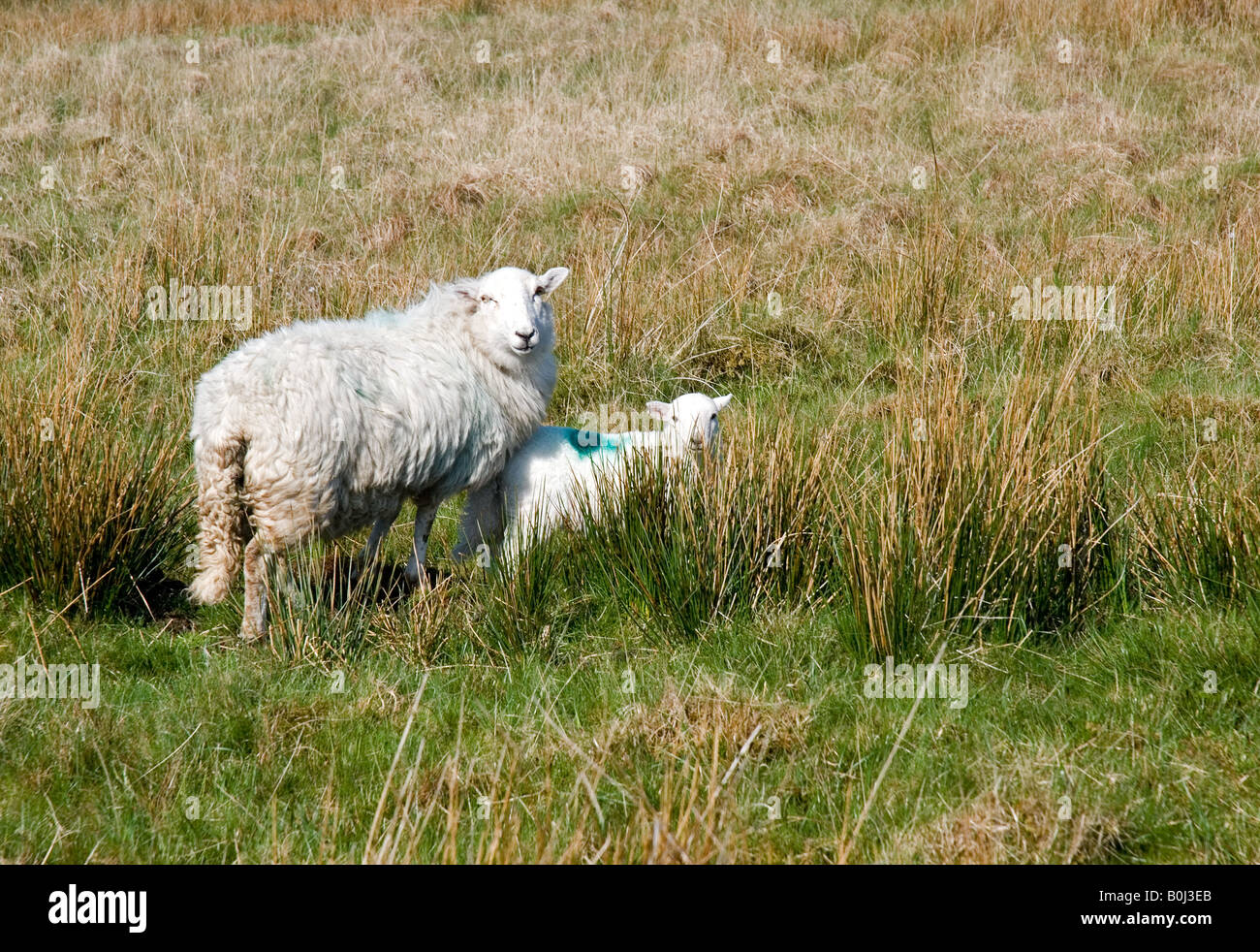 Long sheep hi-res stock photography and images - Alamy