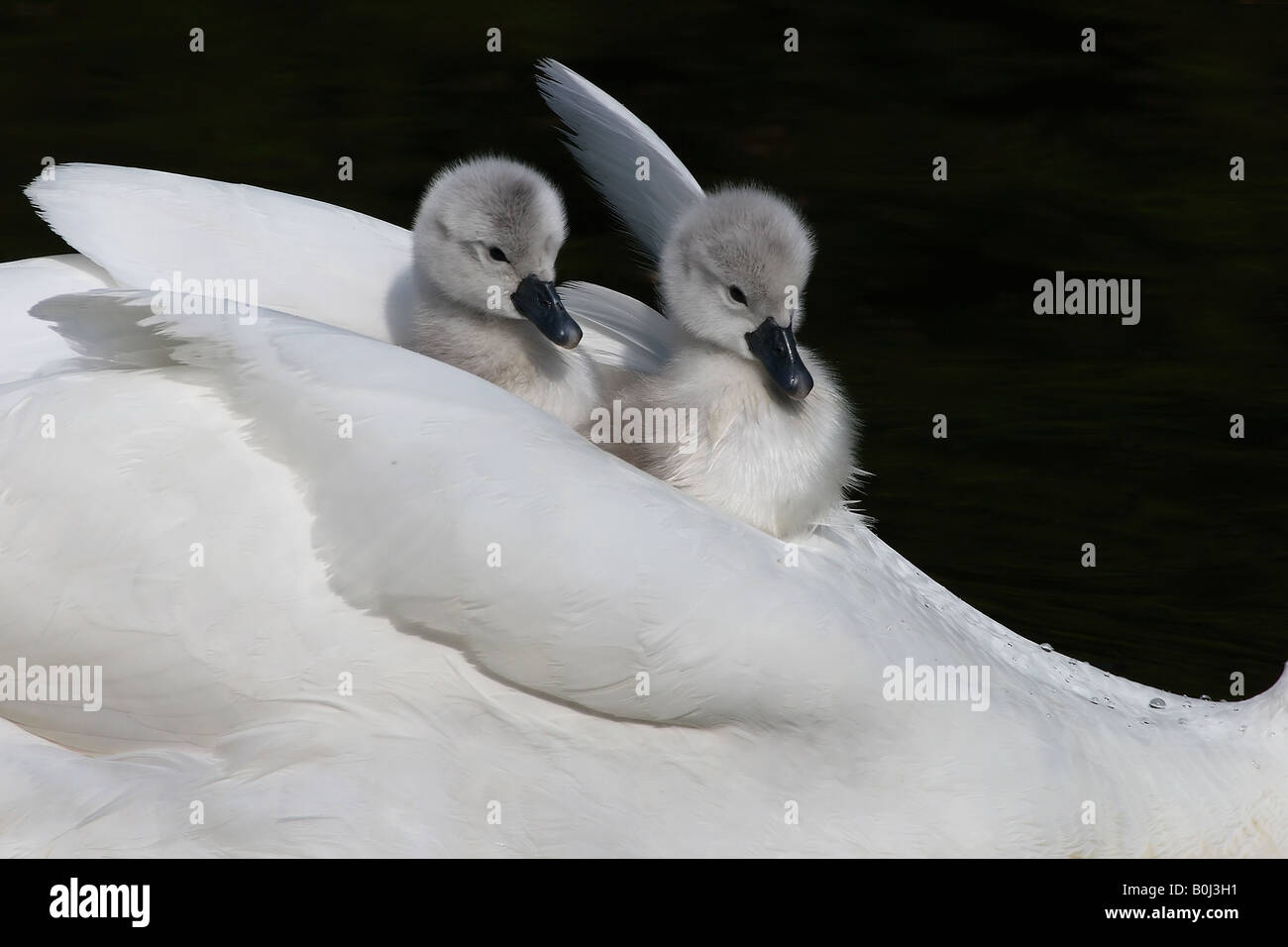 Back of swan hi-res stock photography and images - Alamy