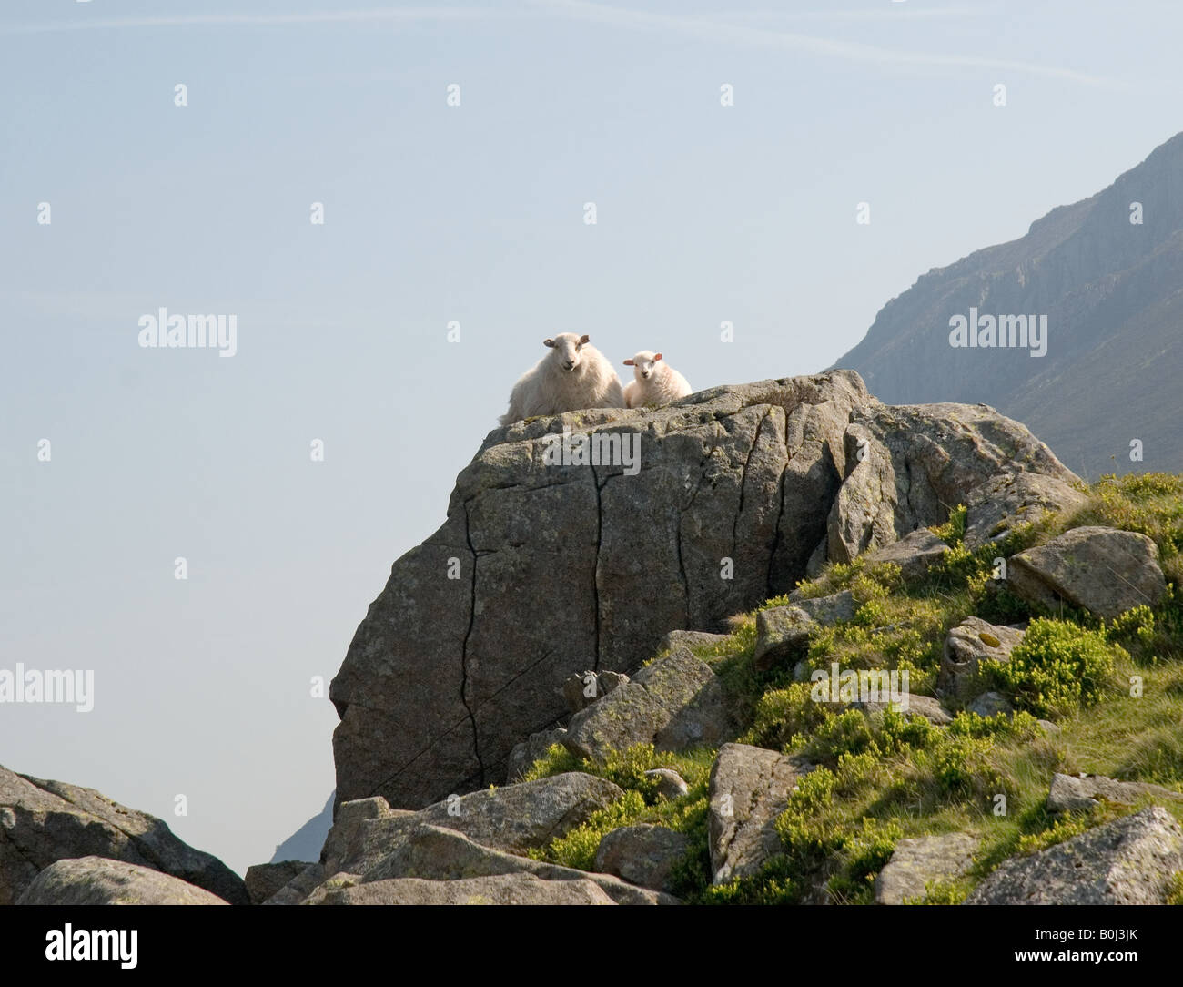 Sheep on a rock Stock Photo - Alamy
