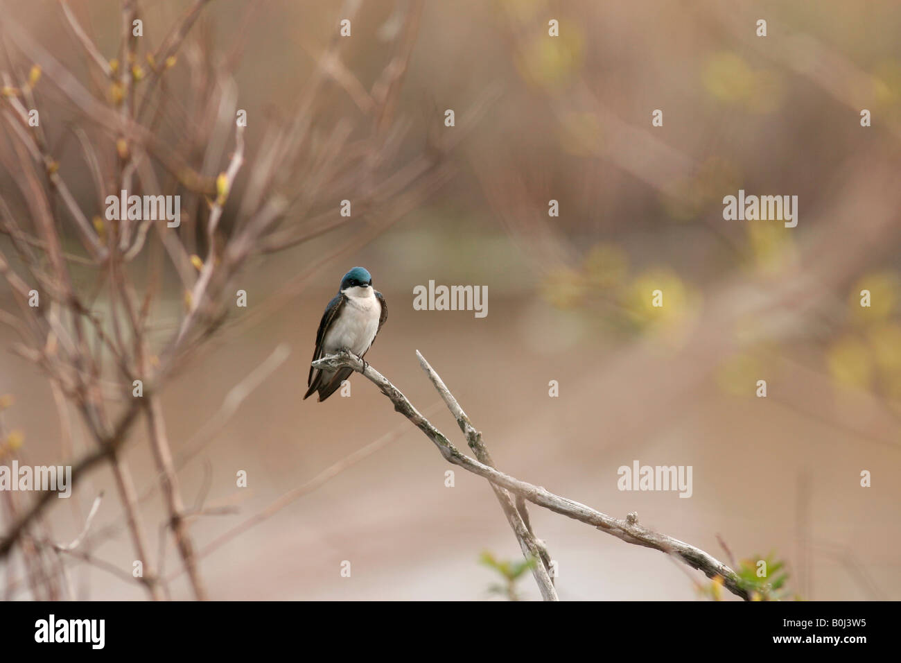 Marsh swallow hi-res stock photography and images - Alamy