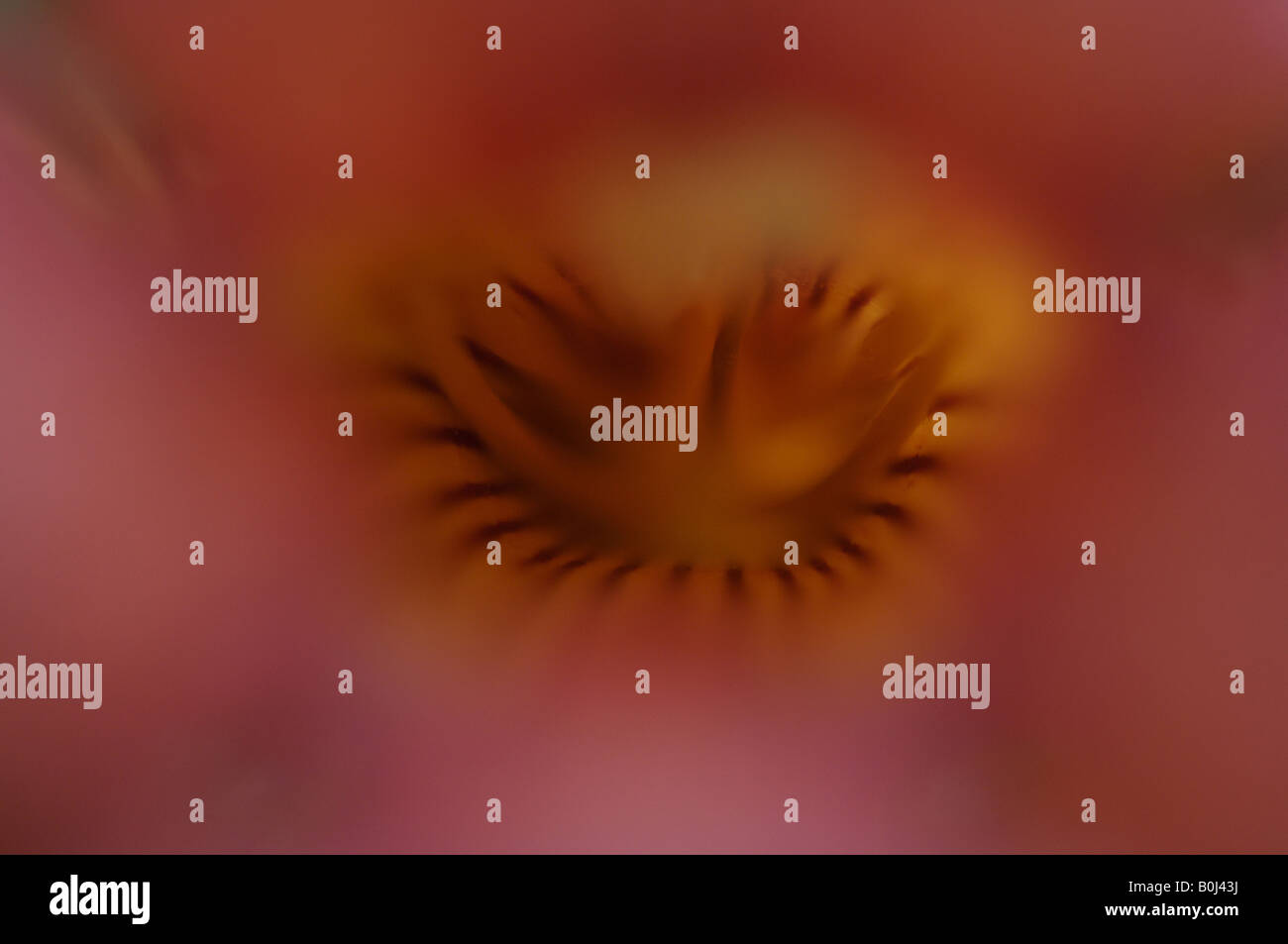 The center of a flower, the inside of a flower Stock Photo - Alamy