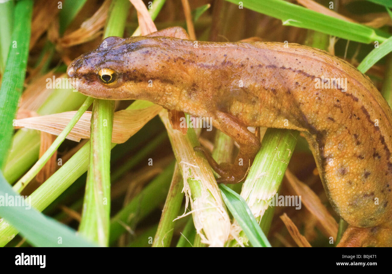 British newt hi-res stock photography and images - Alamy