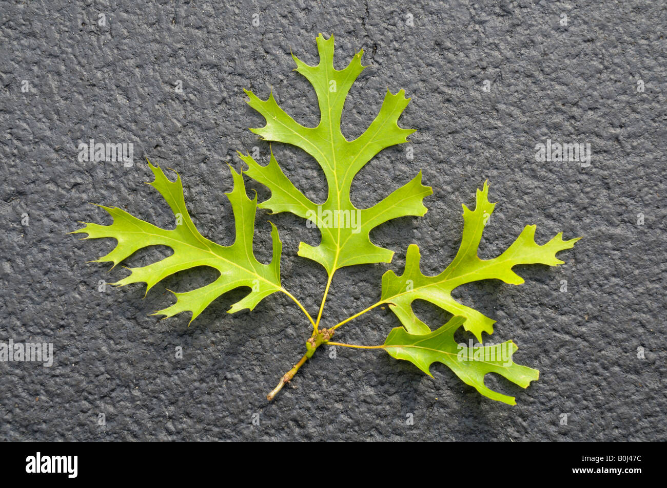 Oak sprig hi-res stock photography and images - Alamy