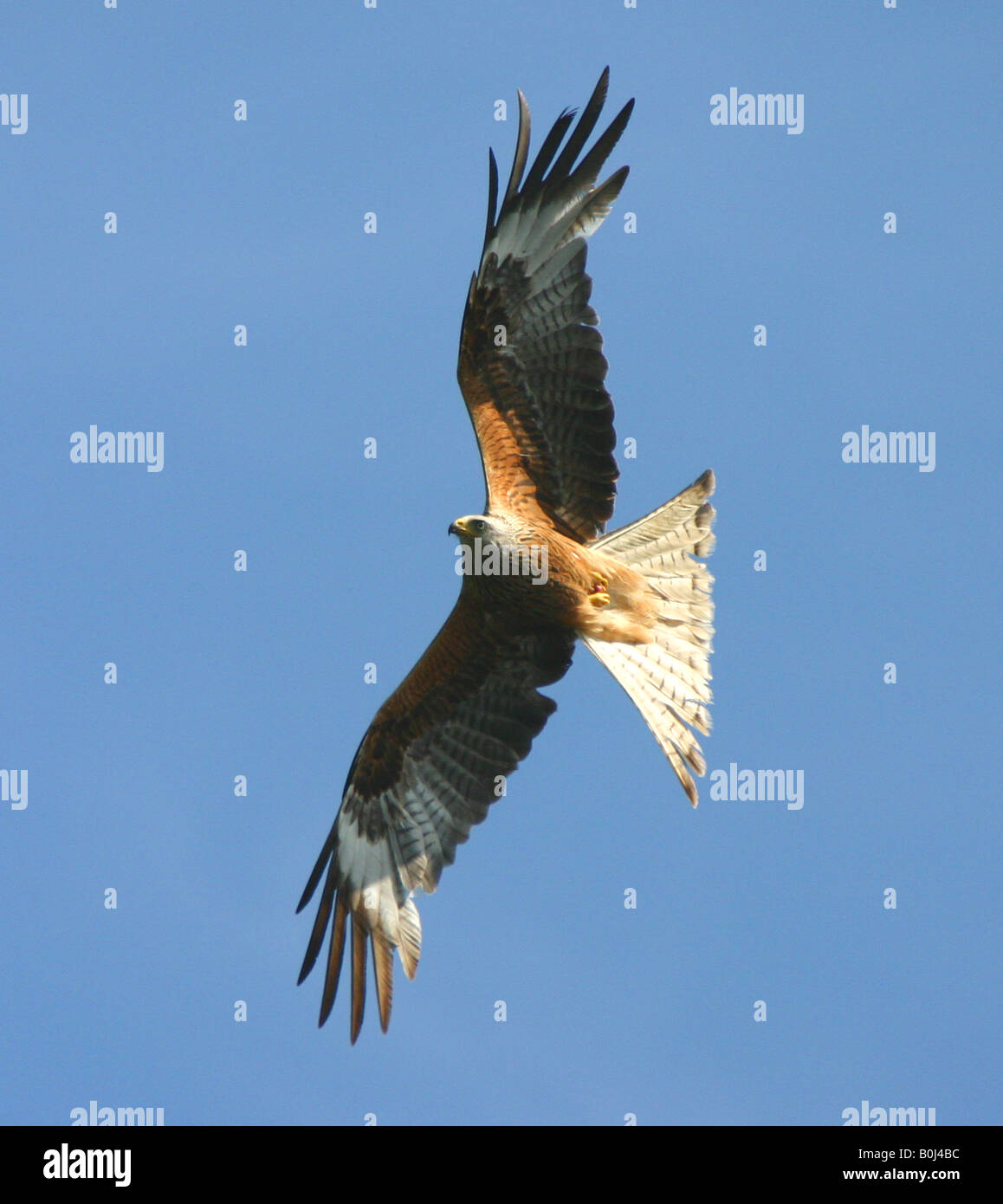 Red kite raptor bird hi-res stock photography and images - Alamy