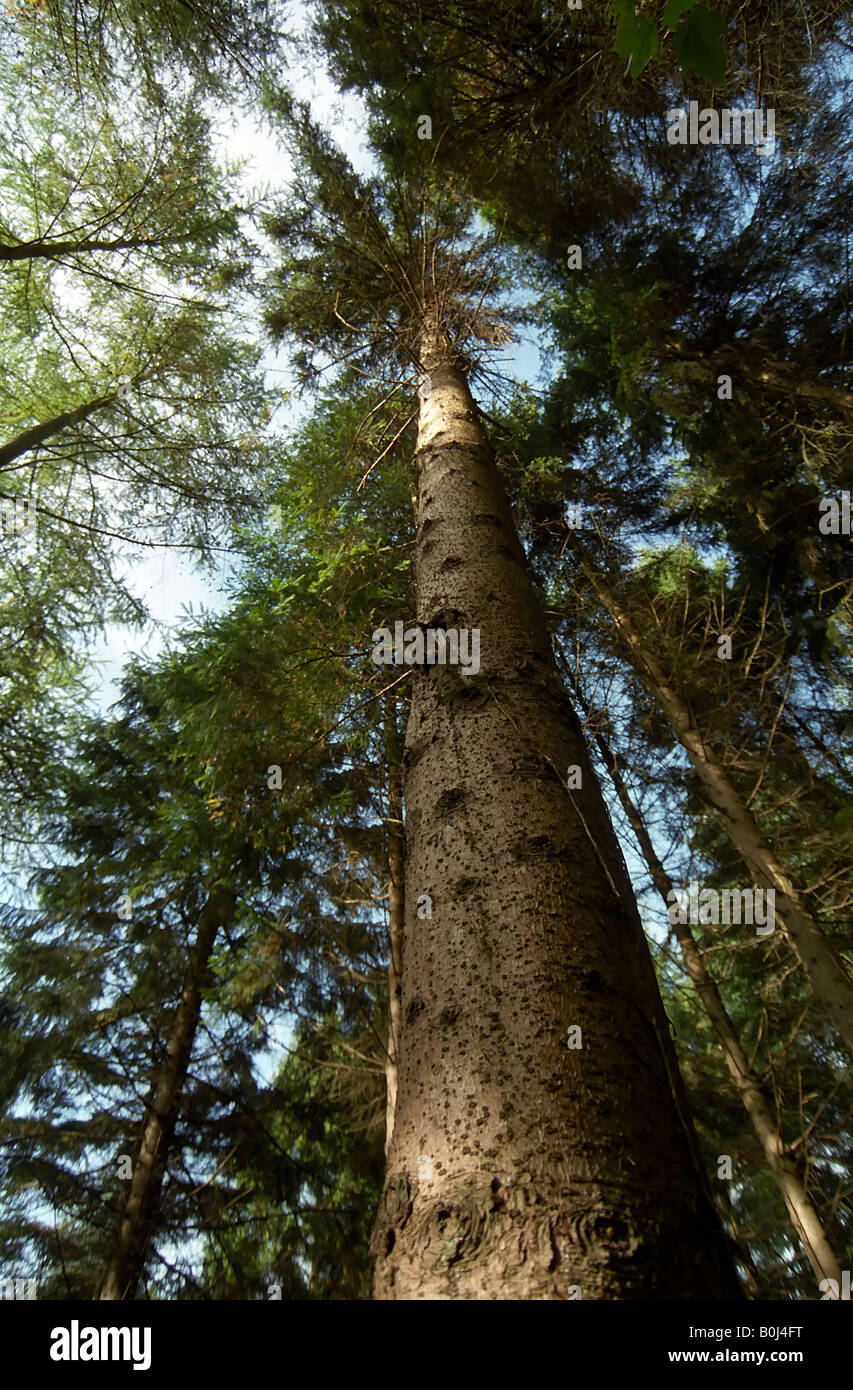 Non native irish tree hi-res stock photography and images - Alamy