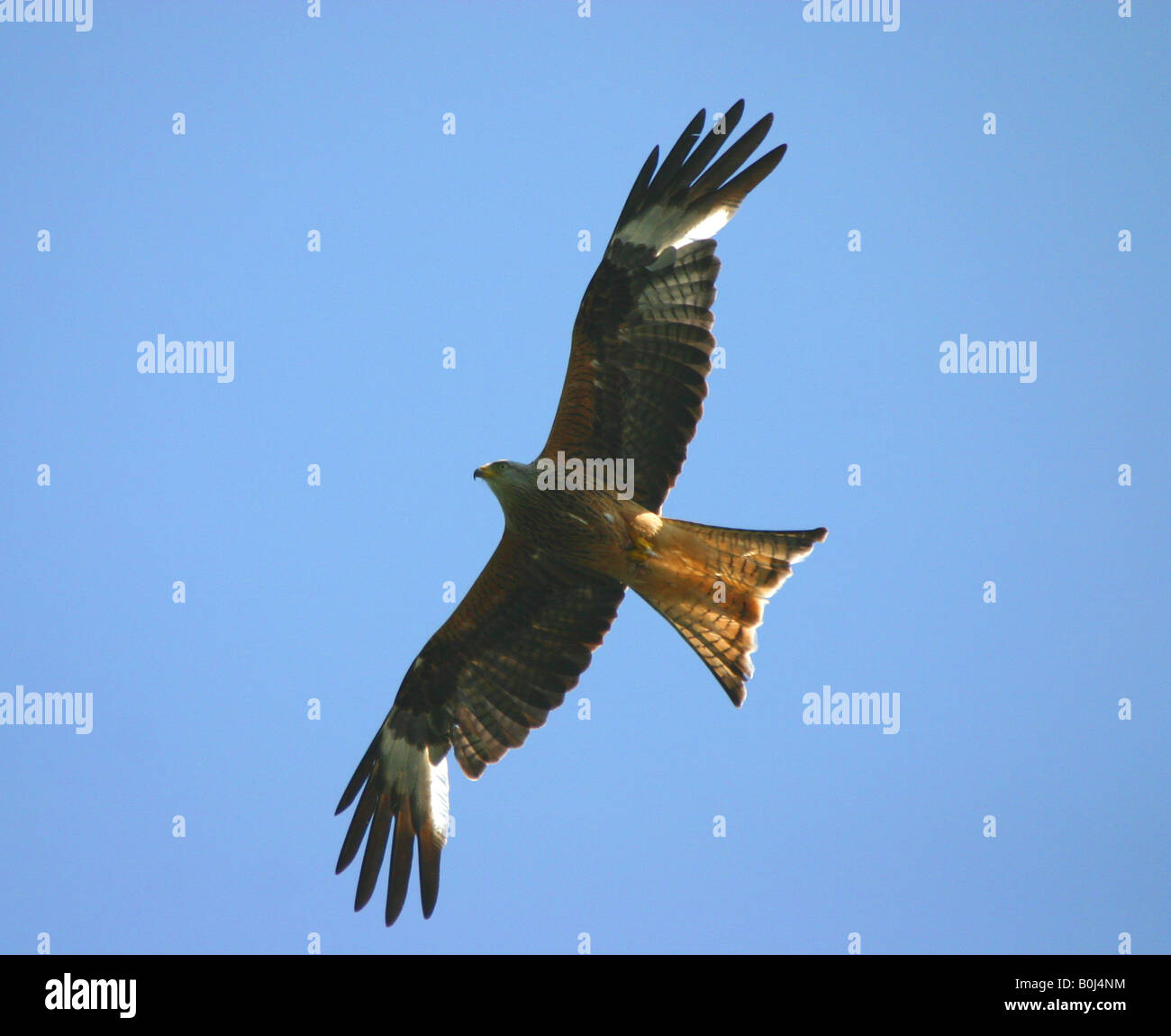 Red kite raptor bird hi-res stock photography and images - Alamy