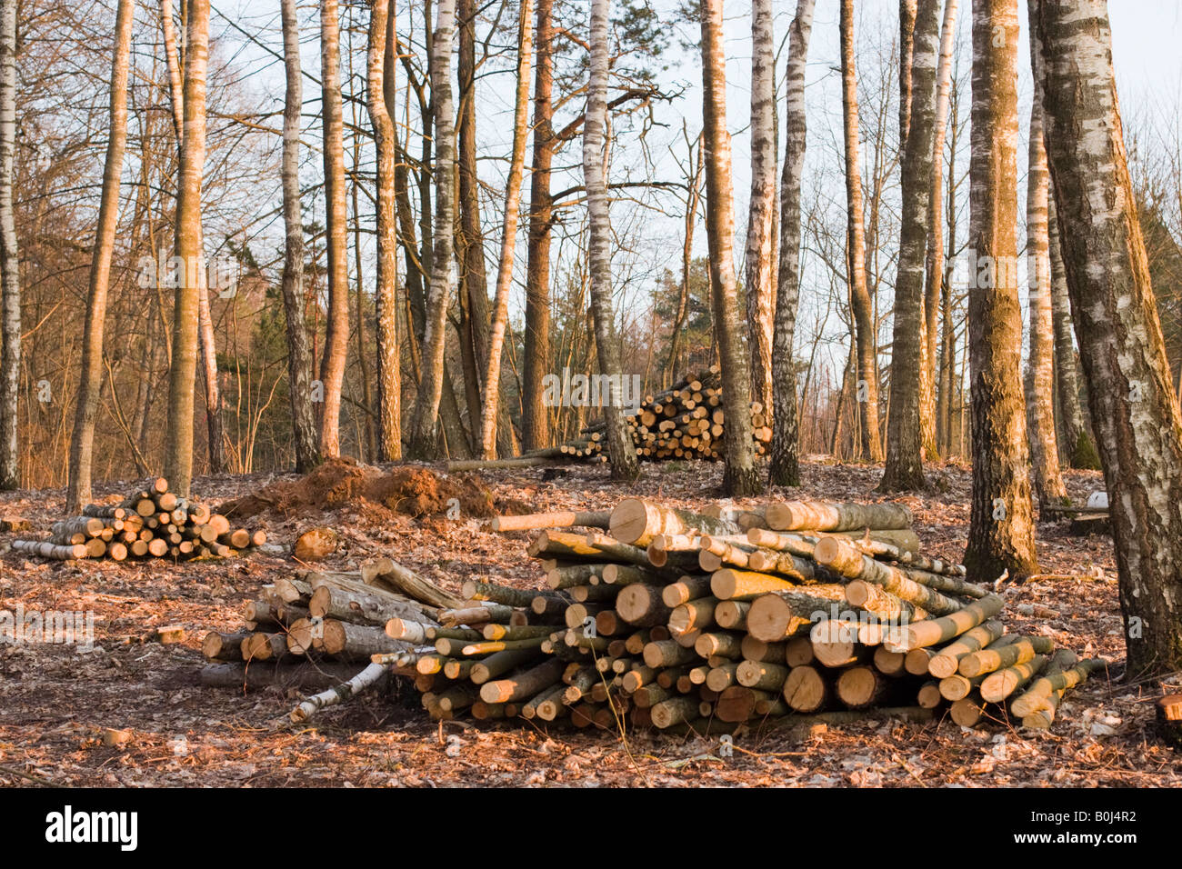 Sunlit forest clearing hi-res stock photography and images - Alamy