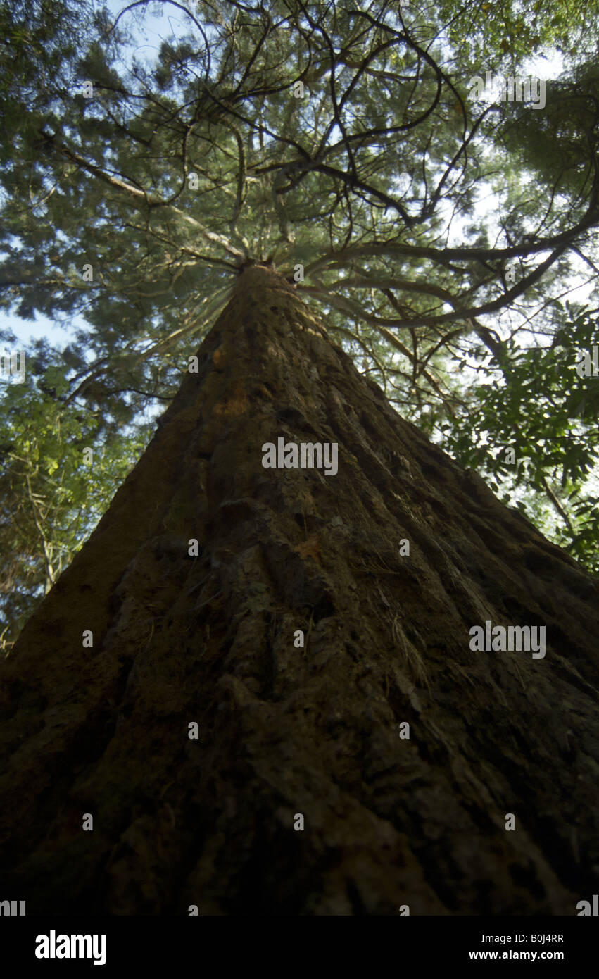 Giant Redwood Tree Stock Photo - Alamy