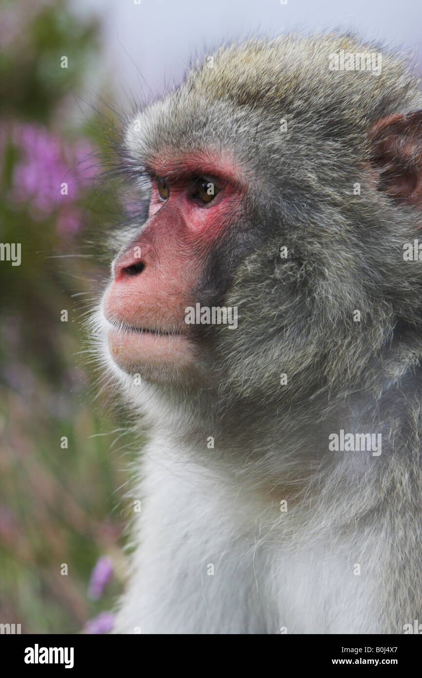 Grumpy monkey hi-res stock photography and images - Alamy