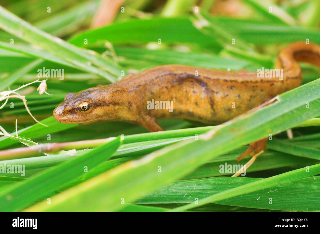 Female smooth newt triturus vulgaris hi-res stock photography and ...