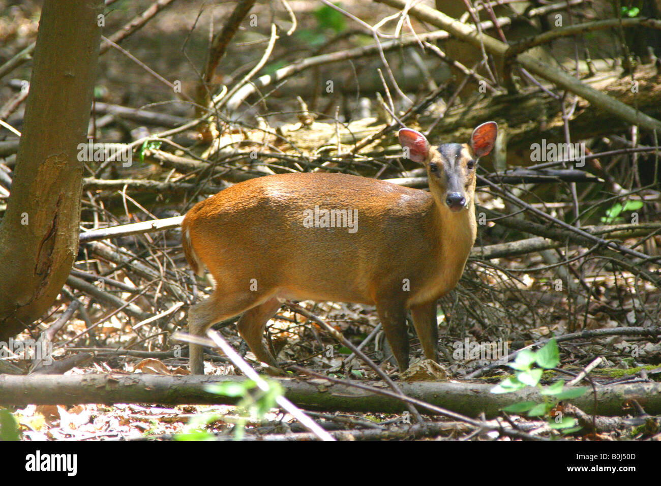 Muntjak deer hi-res stock photography and images - Alamy