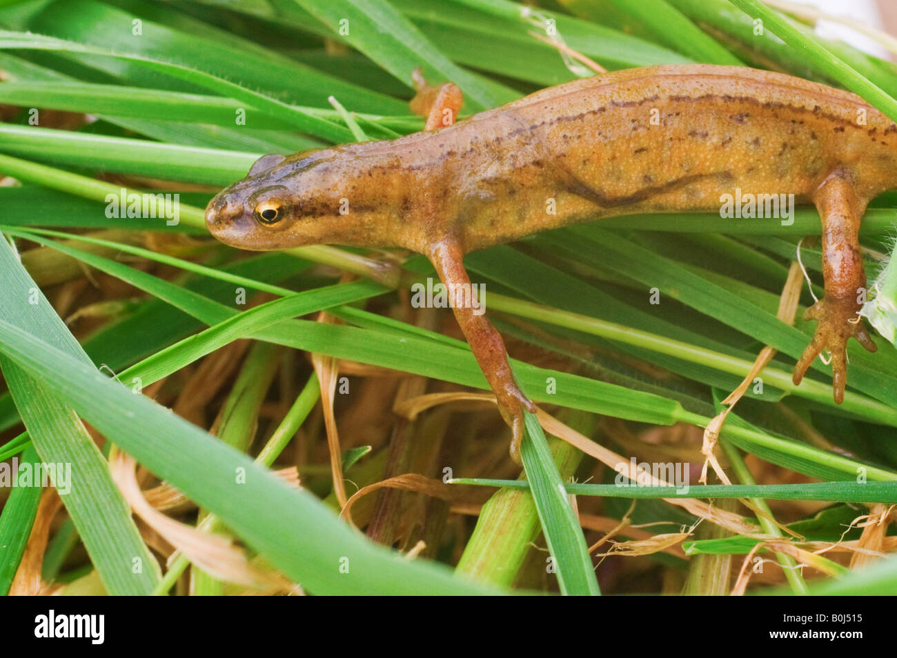 Newt uk hi-res stock photography and images - Alamy