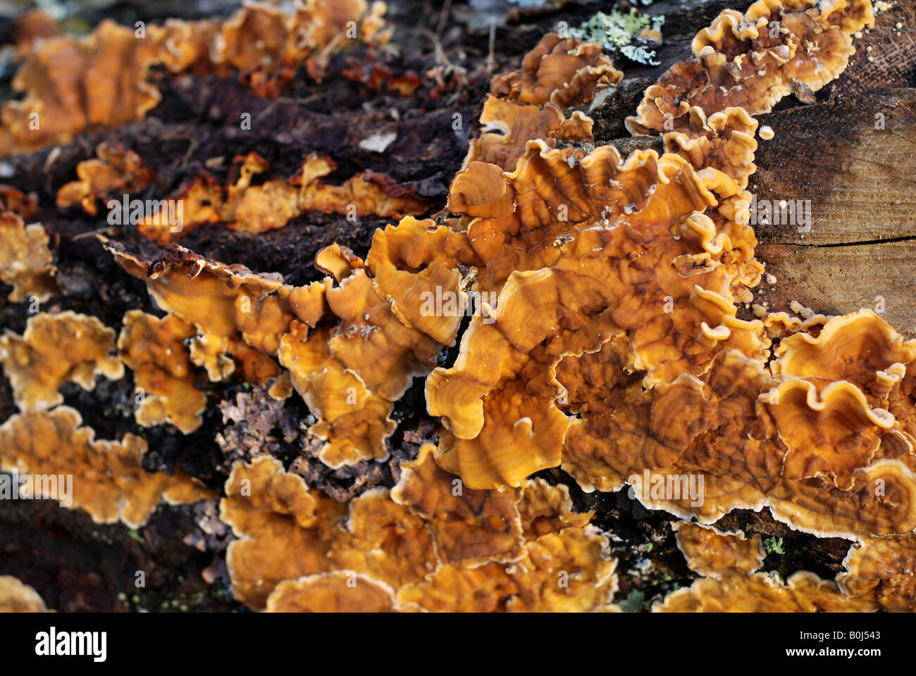Fungus on a oak tree Stock Photo - Alamy