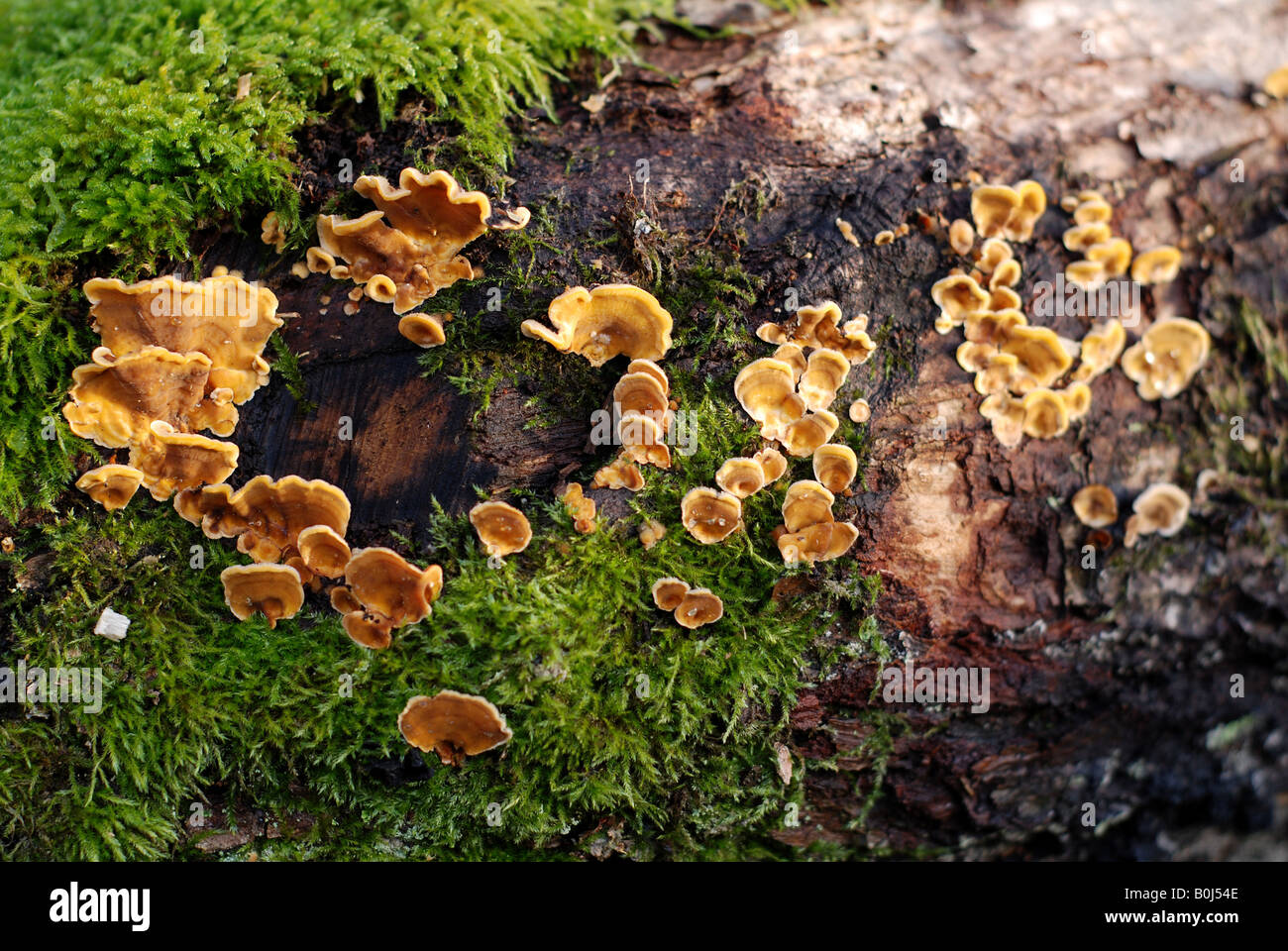 Oak tree fungus hi-res stock photography and images - Alamy