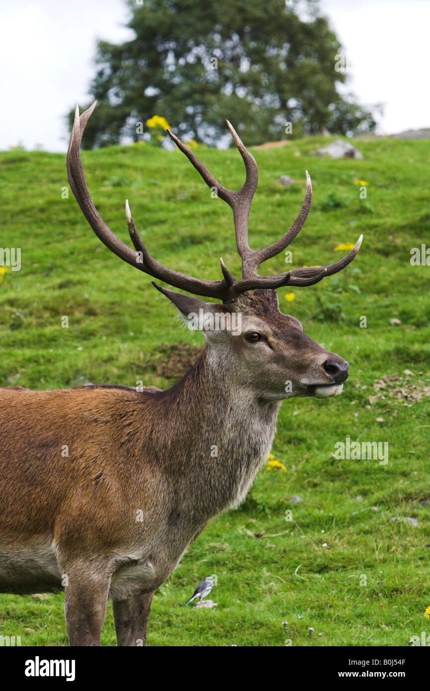 Red deer antlers trophy hi-res stock photography and images - Alamy