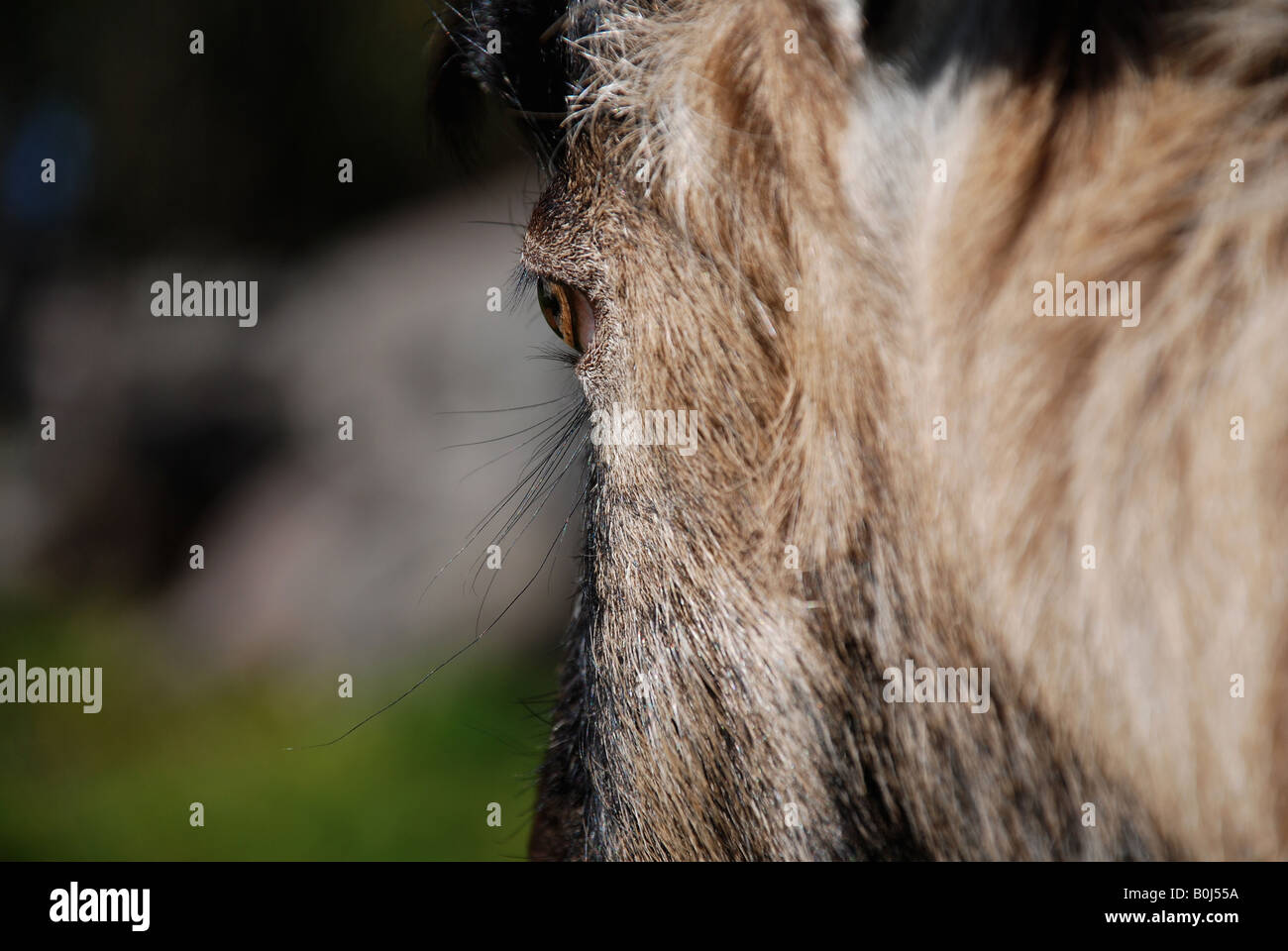 Goat eye close up hi-res stock photography and images - Alamy