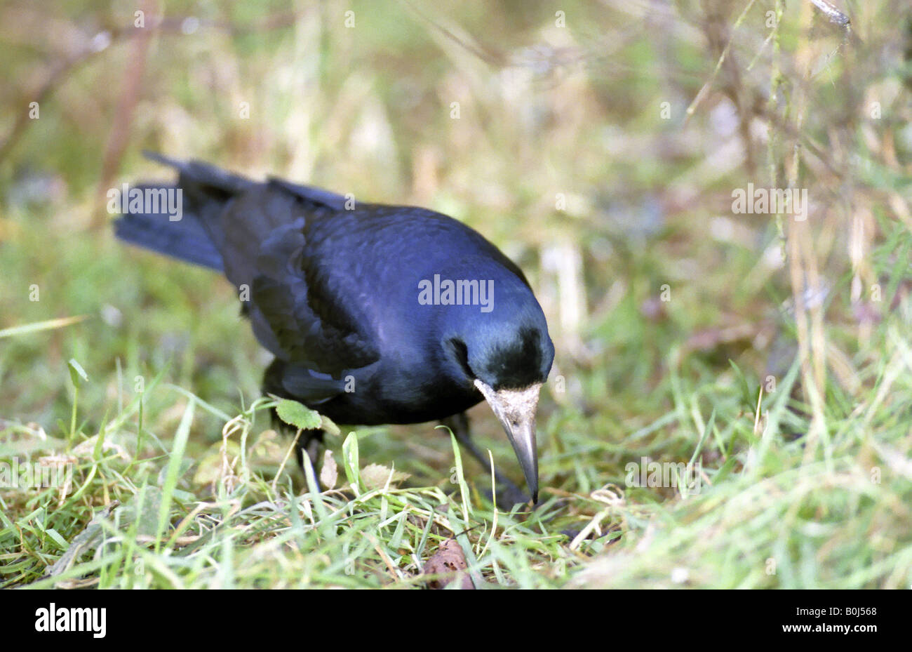 Rook uk beak hi-res stock photography and images - Alamy