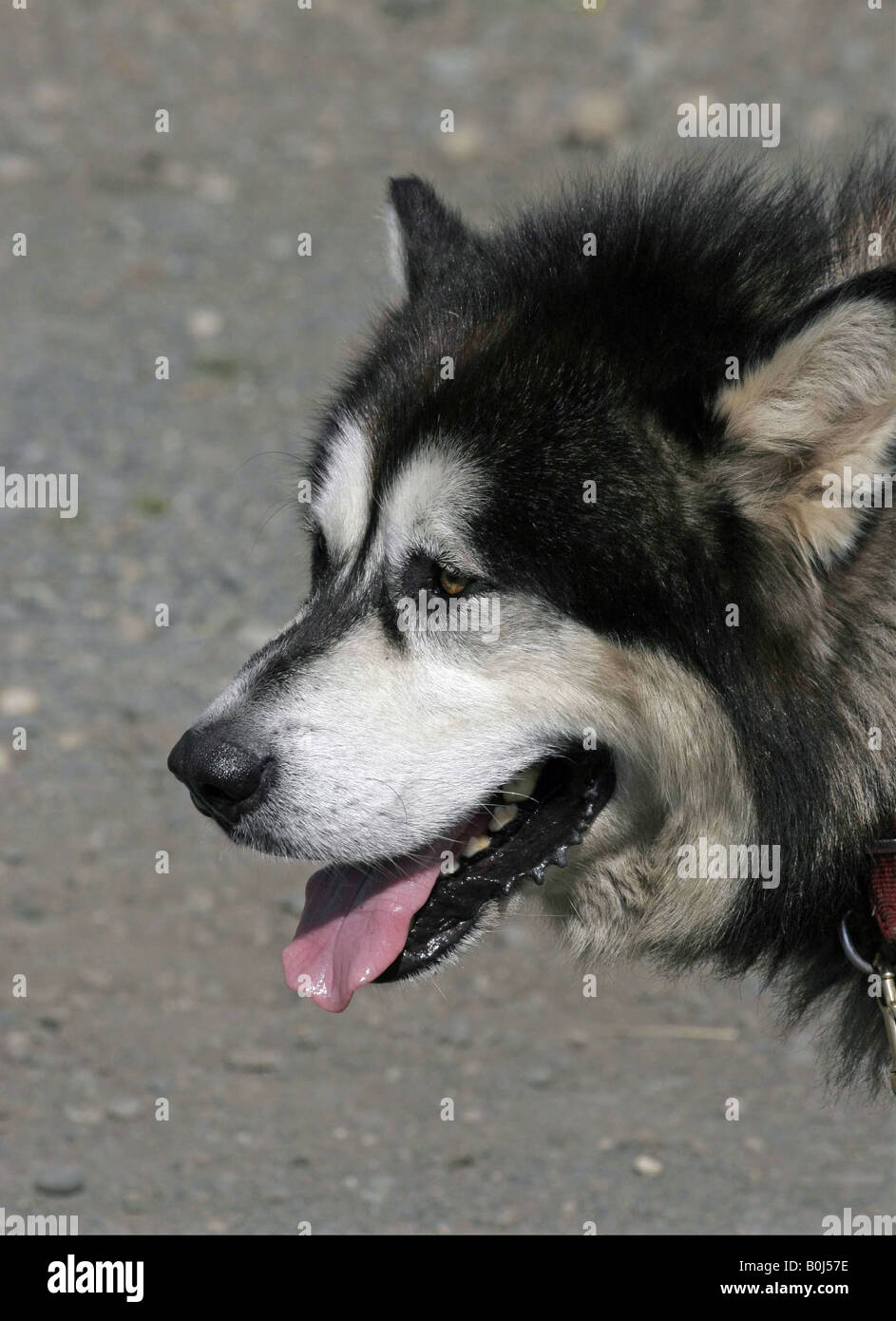 Black Husky High Resolution Stock Photography and Images - Alamy