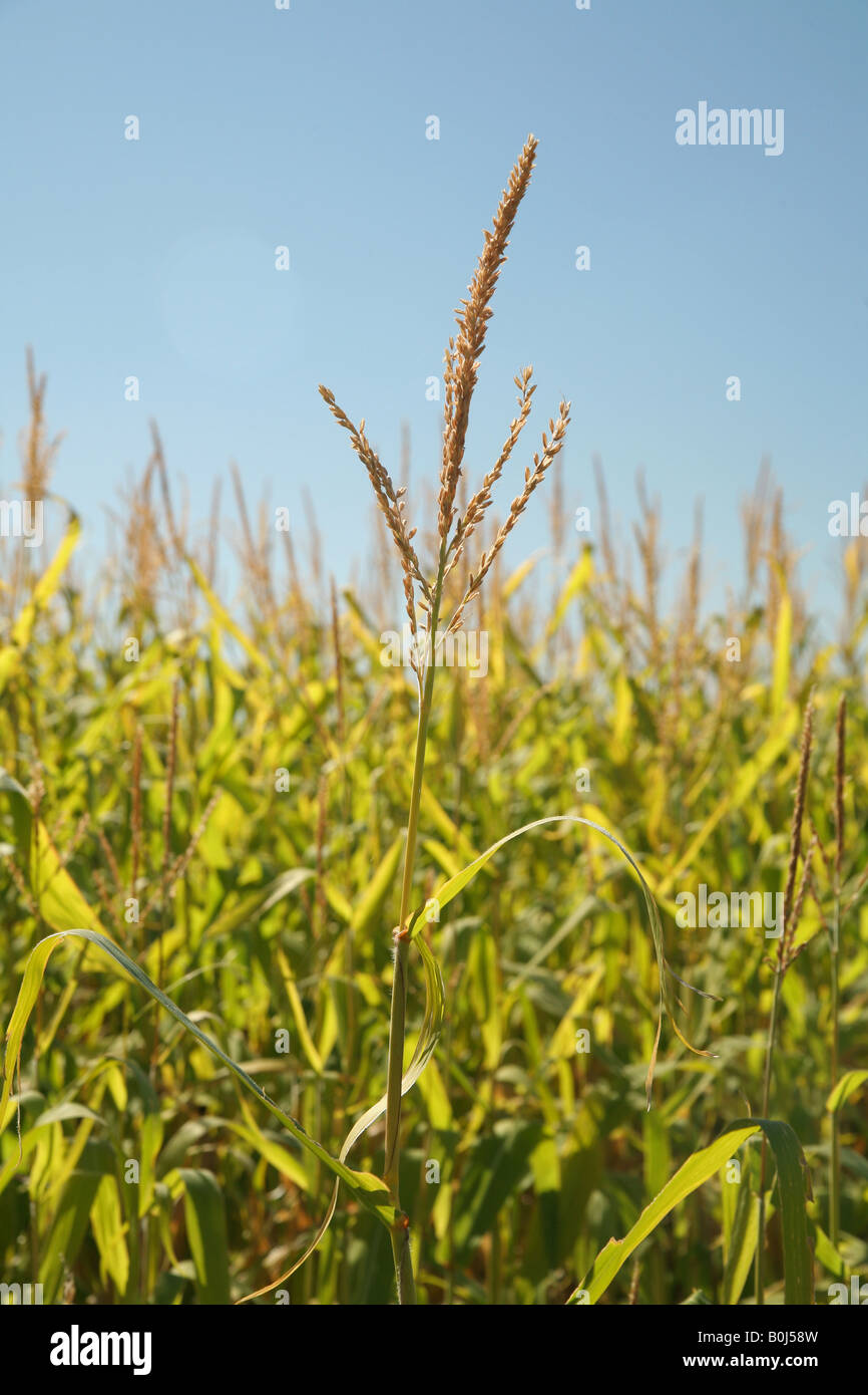 top of corn stalks in a field Stock Photo - Alamy