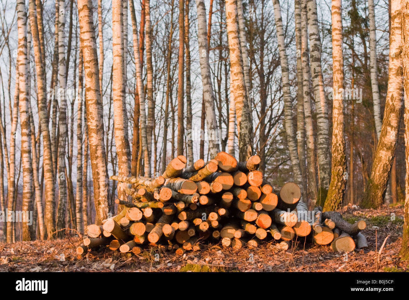 Pile of logs in Forest clearing Stock Photo - Alamy