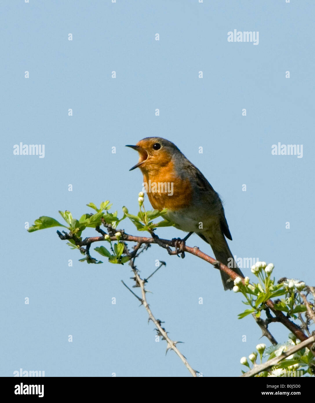 Robin bird uk flowers hi-res stock photography and images - Alamy