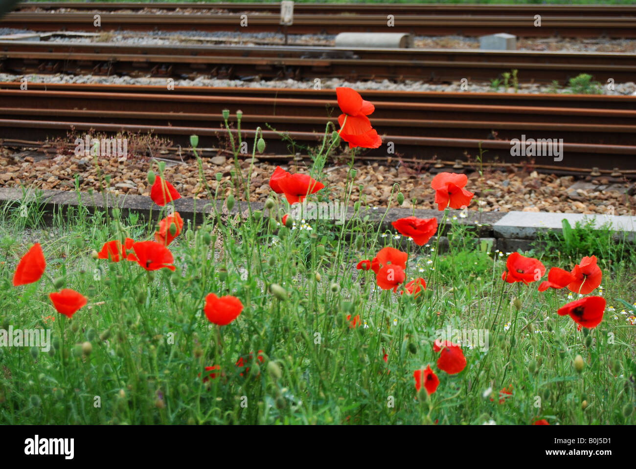 common red poppies near railway line Stock Photo - Alamy