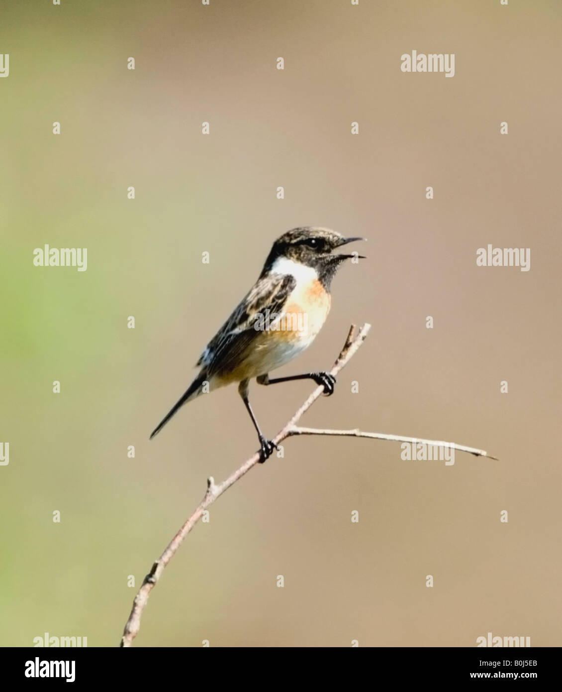 Stonechat uk hi-res stock photography and images - Alamy