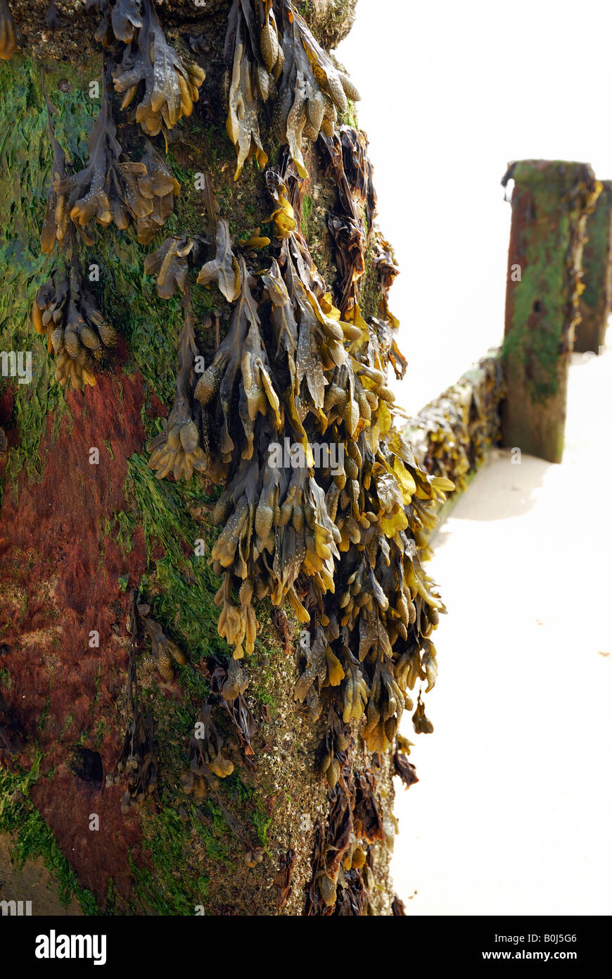 A series of seaweed encrusted wooden posts on a beach scene. The sand ...