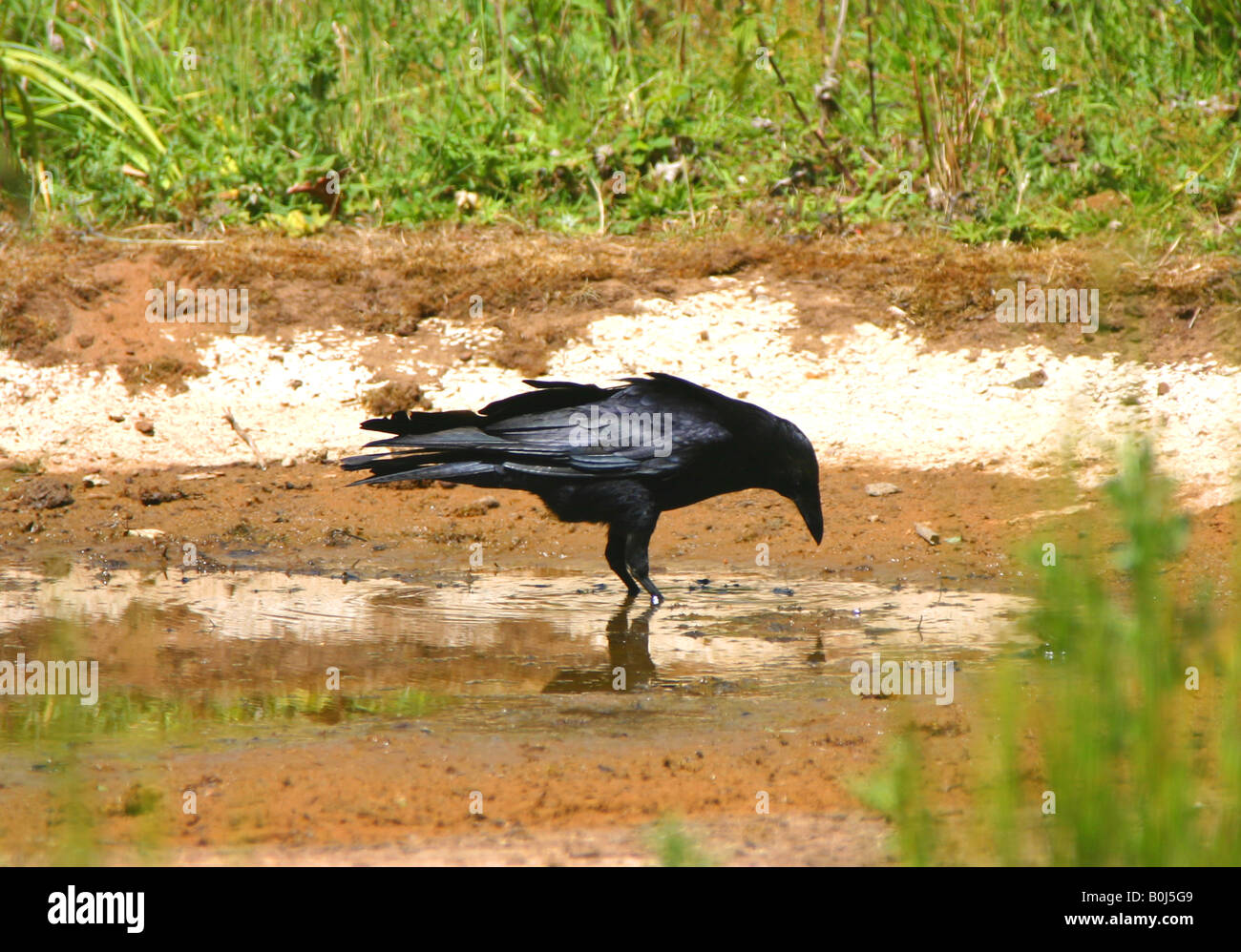 Crow at water hole Stock Photo - Alamy