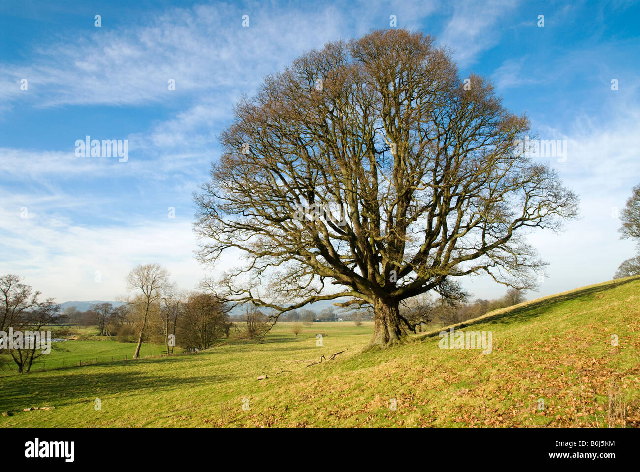 An Oak tree in Shropshire Stock Photo - Alamy