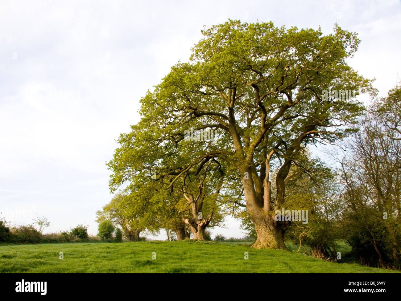Ancient English oak pollard avenue (Quercus robur) in spring Stock ...