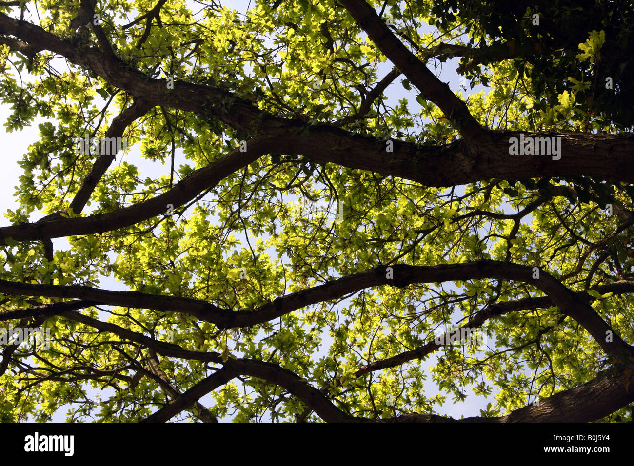 Quercus robur garden hi-res stock photography and images - Alamy