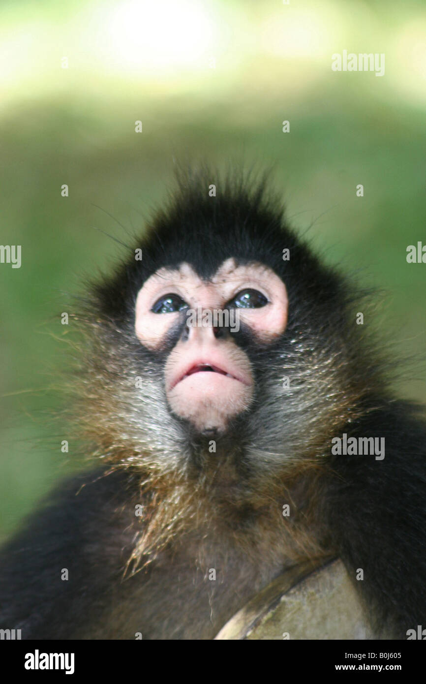 Capuchin monkey hi-res stock photography and images - Alamy