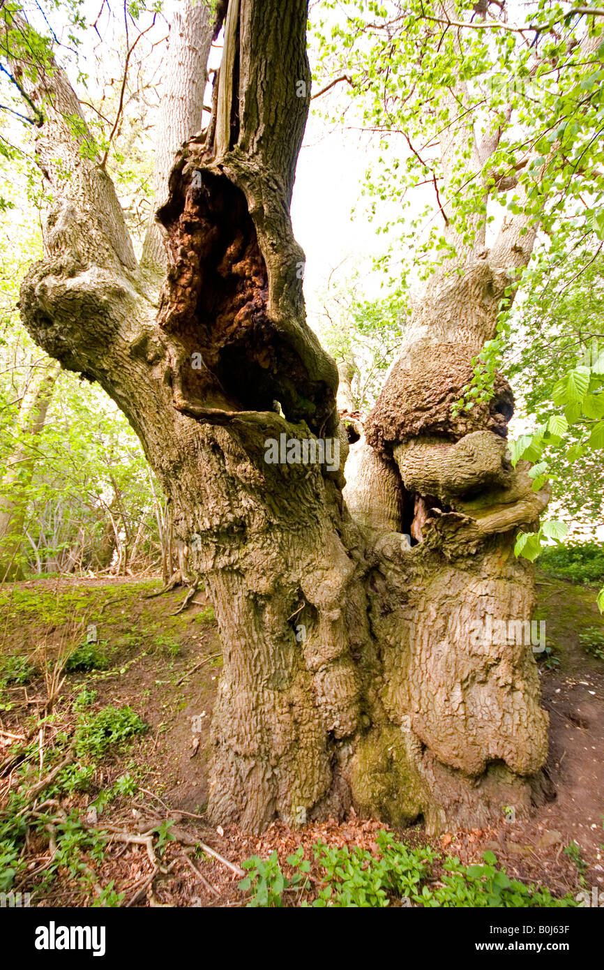 Pollard oak hi-res stock photography and images - Alamy